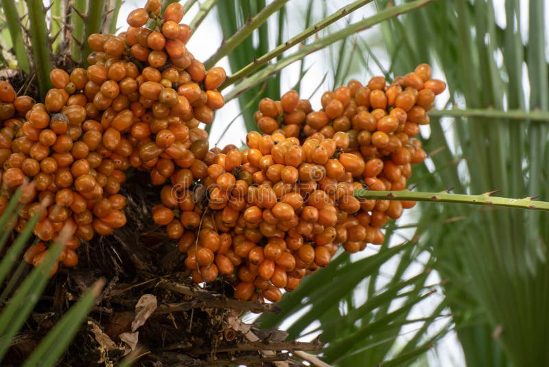Orange dates stock image. Image of flora, dates, dactylifera - 16958549