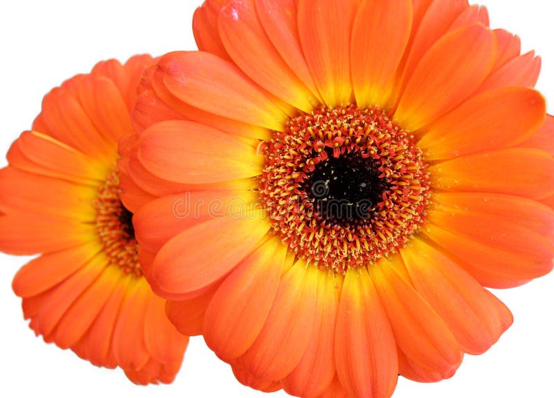 Detail of orange gerber stock photo. Image of beauty - 19417274