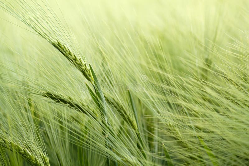 Detail of Organic Green Grains Stock Image - Image of backgrounds ...
