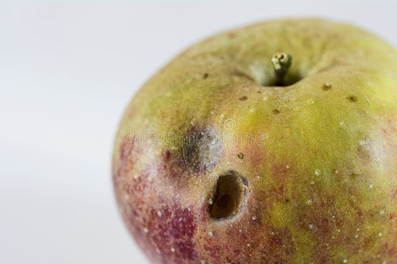 Detail of an Organic Home-grown Apple with Wormhole Stock Photo - Image ...