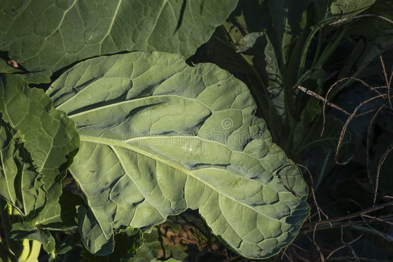 Detail of an Organically Grown Cabbage Leaf in Summer Stock Photo ...