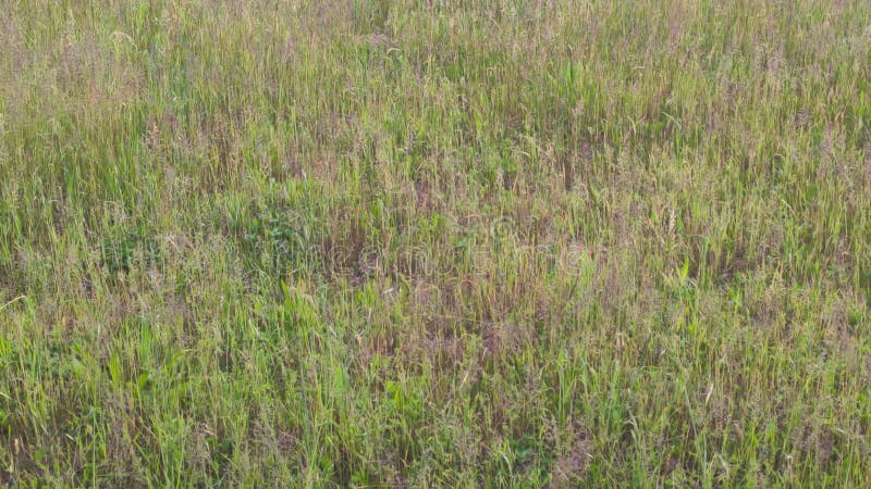 Overgrown field texture stock footage. Video of landscape - 218102844