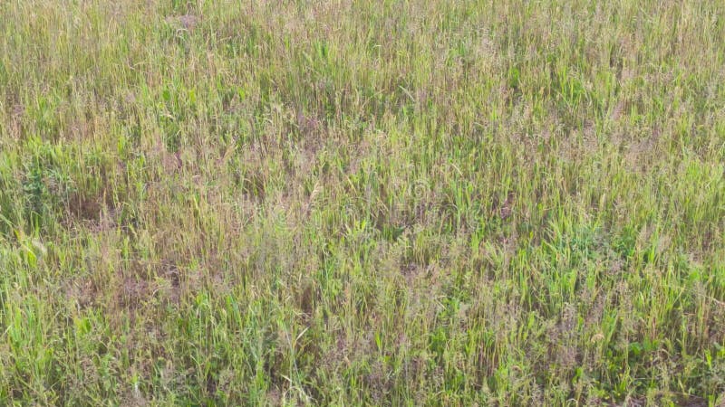 Overgrown field texture 2 stock footage. Video of pavement - 218105064