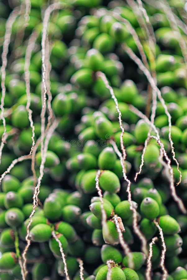 Detail of Palm Seeds Pattern. Stock Image - Image of bunch, tropical ...