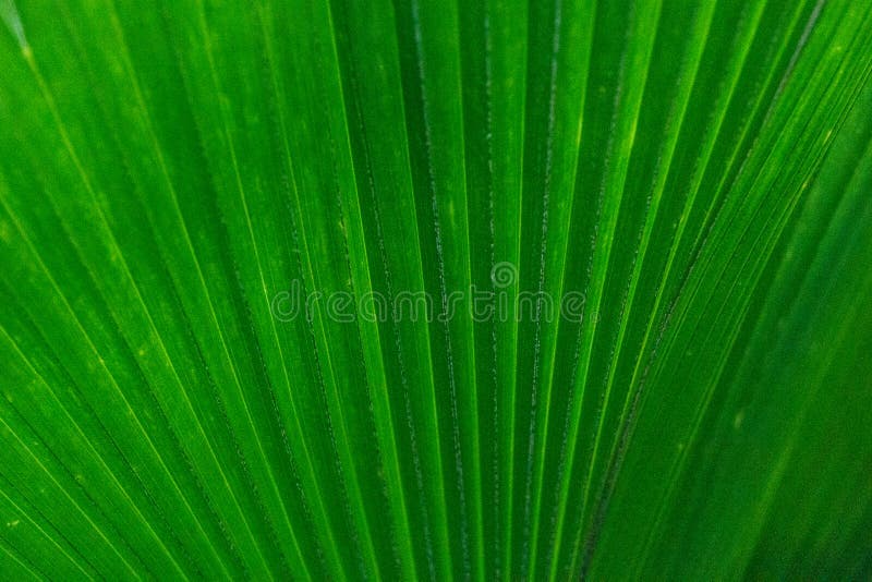 Detail of a palm tree stock image. Image of palm, object - 132170333