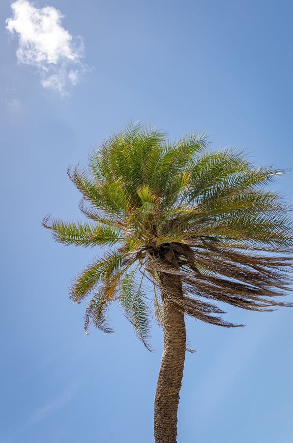 Detail Palm Tree Alone Curacao Stock Photos - Free & Royalty-Free Stock ...