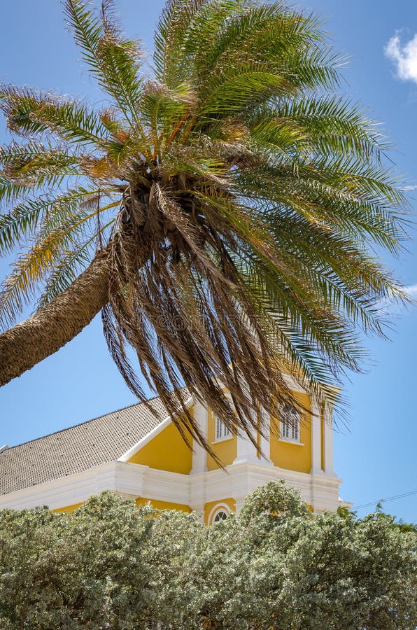 Detail Palm Tree Alone Curacao Stock Photos - Free & Royalty-Free Stock ...