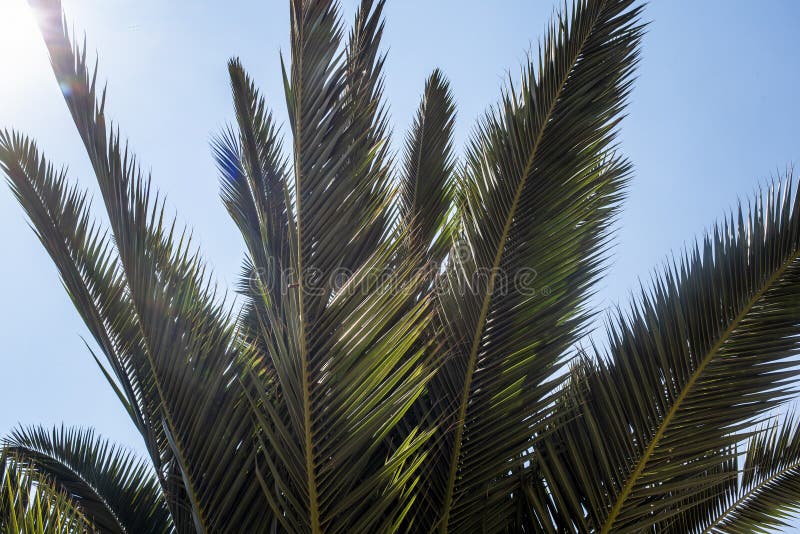 2023 8 23 Peru palm tree 1 stock image. Image of relaxation - 316511519