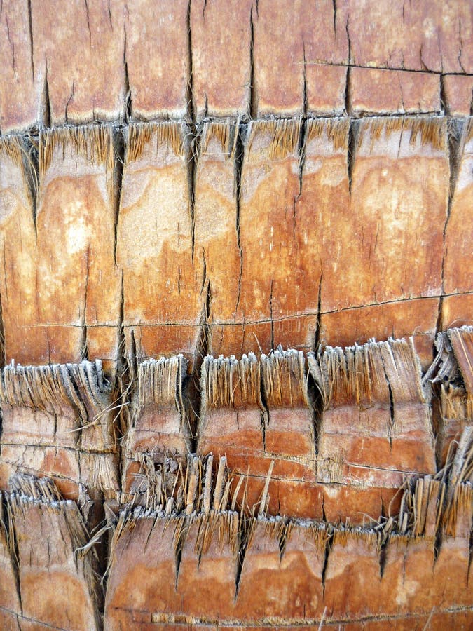 Detail of Palm Tree Trunk in the Garden Stock Photo - Image of ... Detail of Palm Tree Trunk in the Garden Stock Photo - Image of ...