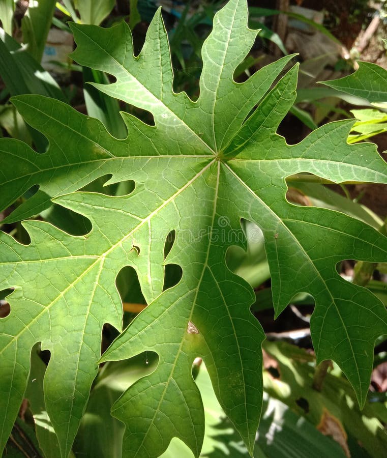Detail of Papaya Tree Leaves Stock Photo - Image of green, food: 230159250