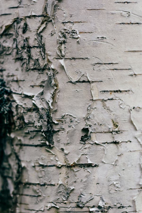 Detail of Paper Birch Tree Bark Stock Photo - Image of ornament, style ...