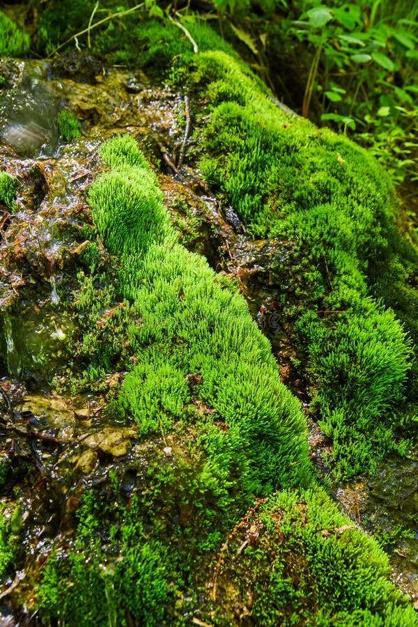 Detail of Patches of Moss in the Forest with Tiny River Stock Image ...