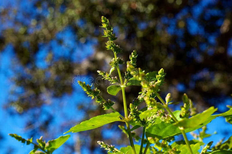 Detail of Patchouli Flowers Stock Image - Image of aromatherapy ...