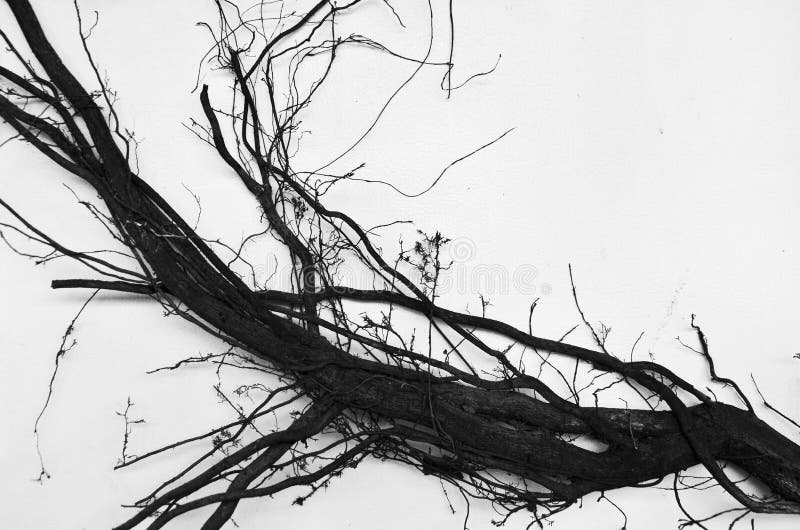 Detail Pattern of Black Roots Stock Image - Image of isolated, line ...