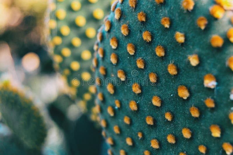Detail of the Pattern Formed by the Yellow Glochids of an Opuntia ...