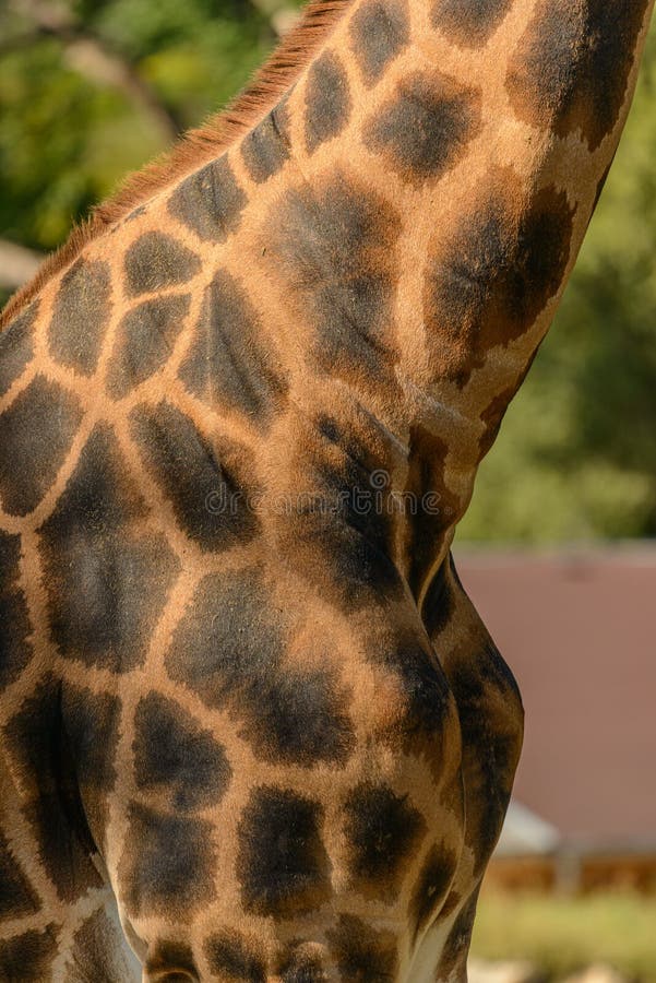 Detail of Pattern on Giraffe Neck and Chest Stock Image - Image of ...