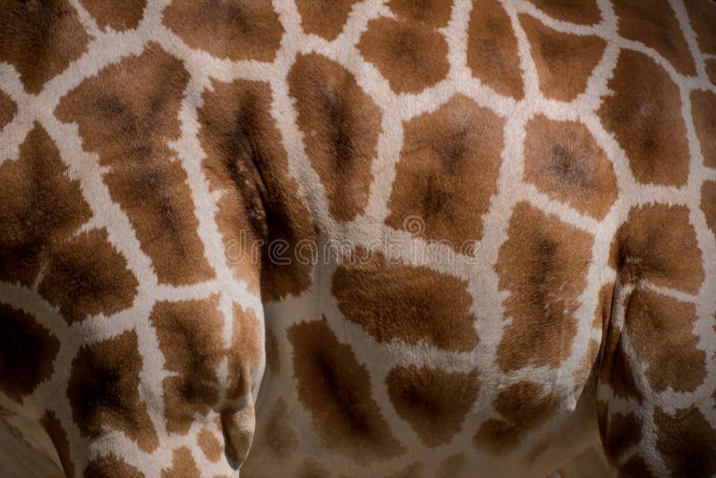 Detail of the Pattern of the Giraffe Skin Stock Photo - Image of ...