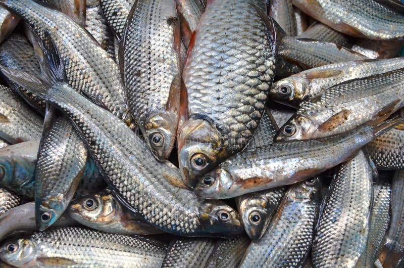 Top View of Beautiful Carps after Catching Stock Image - Image of tail ...