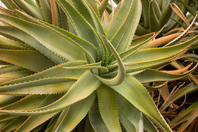 Spiky Leaves of a Green Succulent Plant Stock Image - Image of spiky ...