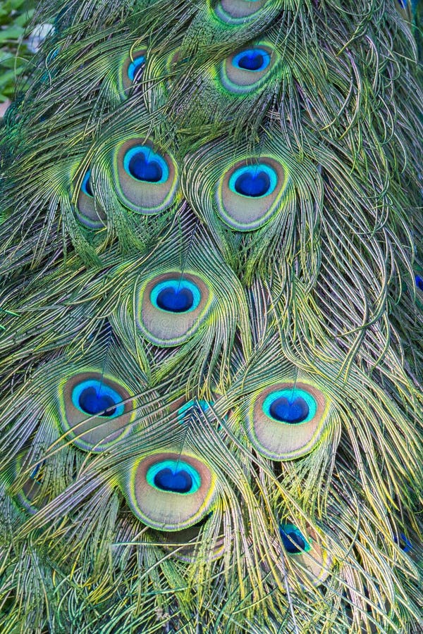 Detail of Peacock Feather stock photo. Image of feather - 44664486 Detail of Peacock Feather stock photo. Image of feather - 44664486