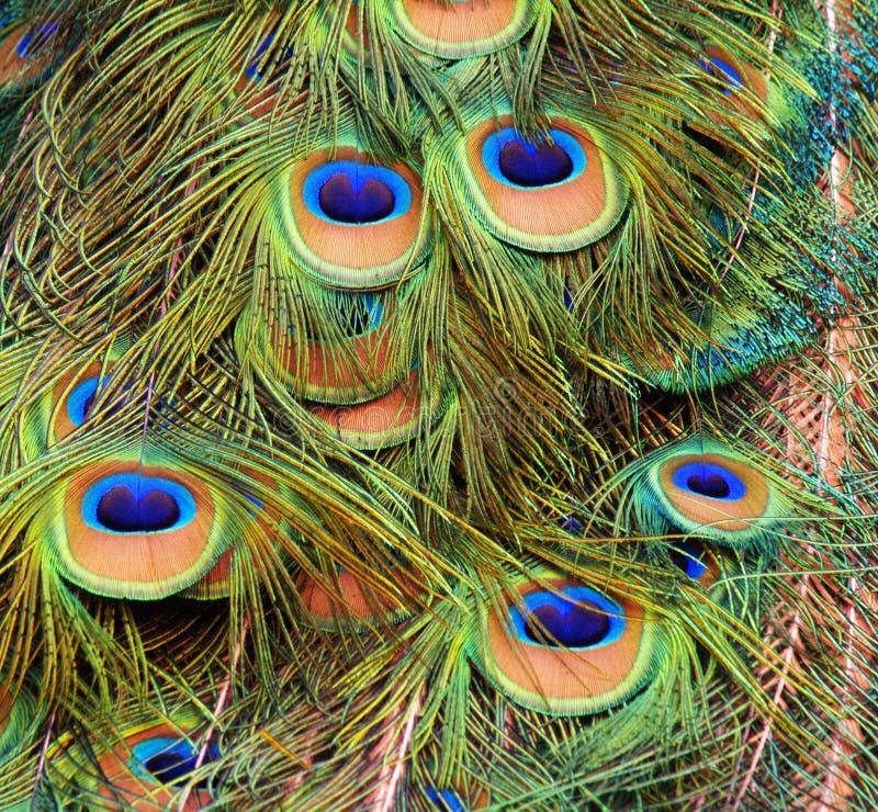Detail of peacock tail stock photo. Image of orange, bird - 18143080