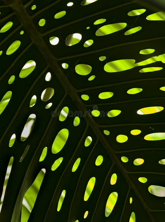 Detail of Perforated Leaf of Monstera Deliciosa Stock Photo - Image of ...