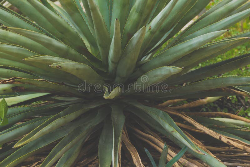 Detail of Some Maguey Plants Stock Image - Image of maguey, detail ...