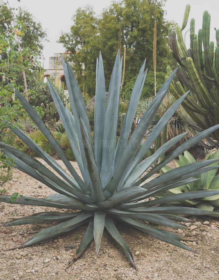 Detail of Some Maguey Plants Stock Photo - Image of green, detail ...