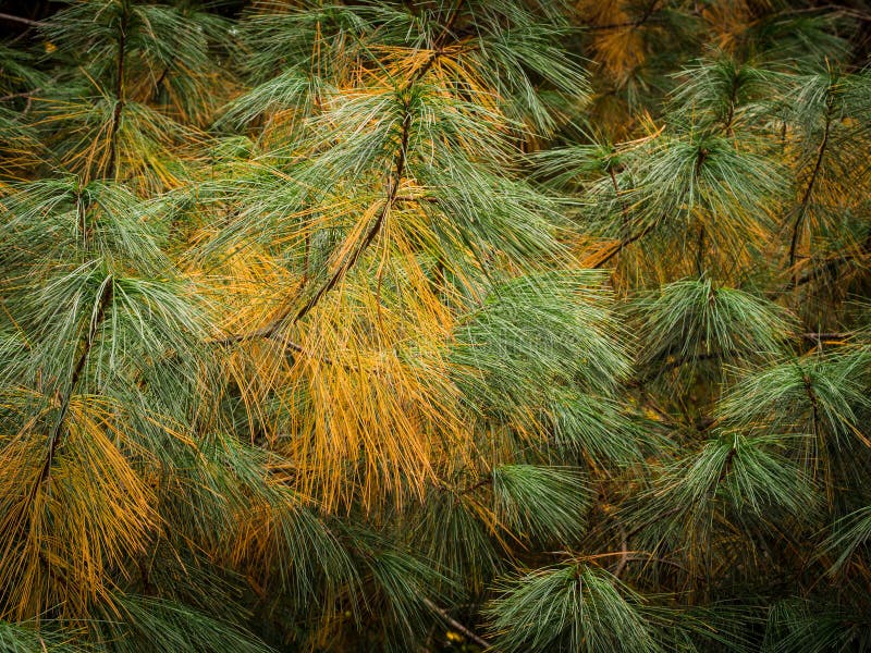 Detail of Pine Changing Color in Fall Stock Image - Image of colurful ...