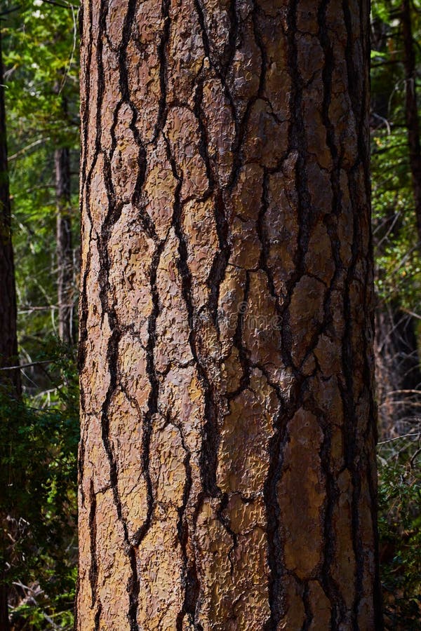 Detail of Pine Tree Bark Tree with Soft Light Stock Photo - Image of ...