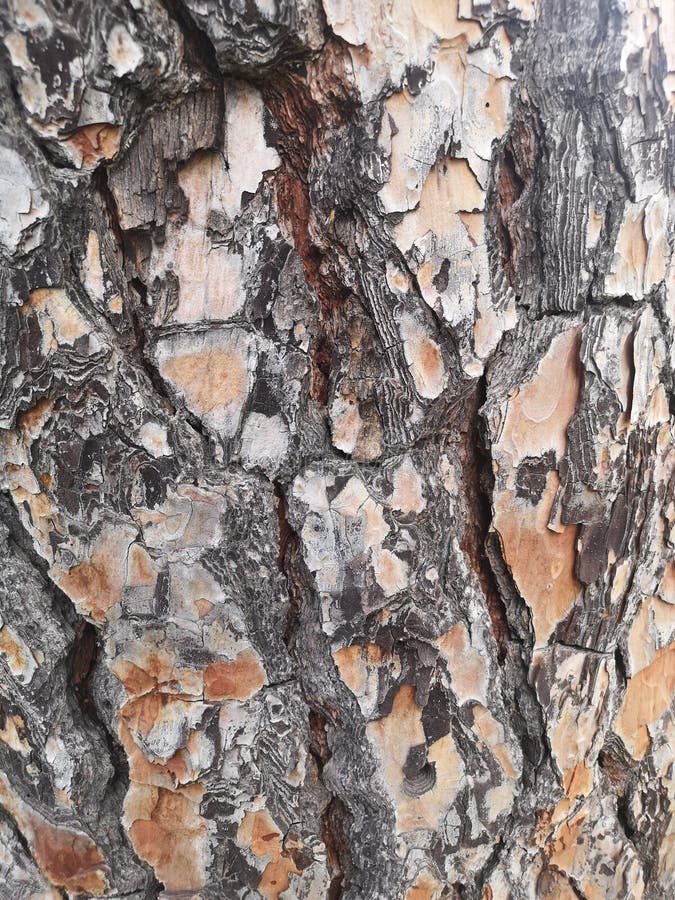 Detail of pine tree cork stock image. Image of nature - 216074991