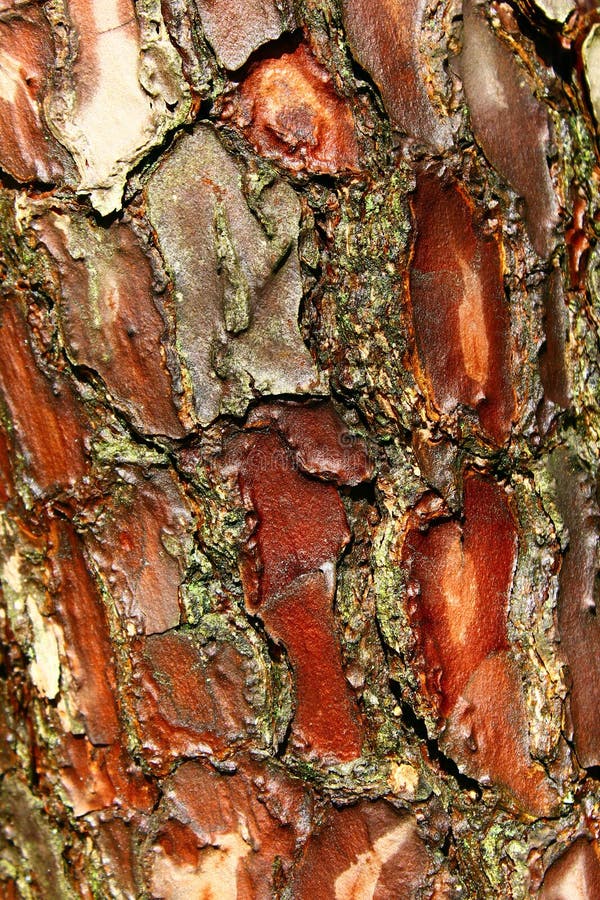 Pine tree trunk stock photo. Image of corroded, grain - 30047870