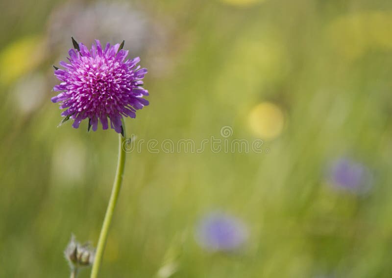 Detail of Pink Alpine Wildflower Stock Image - Image of natural, leaf ...