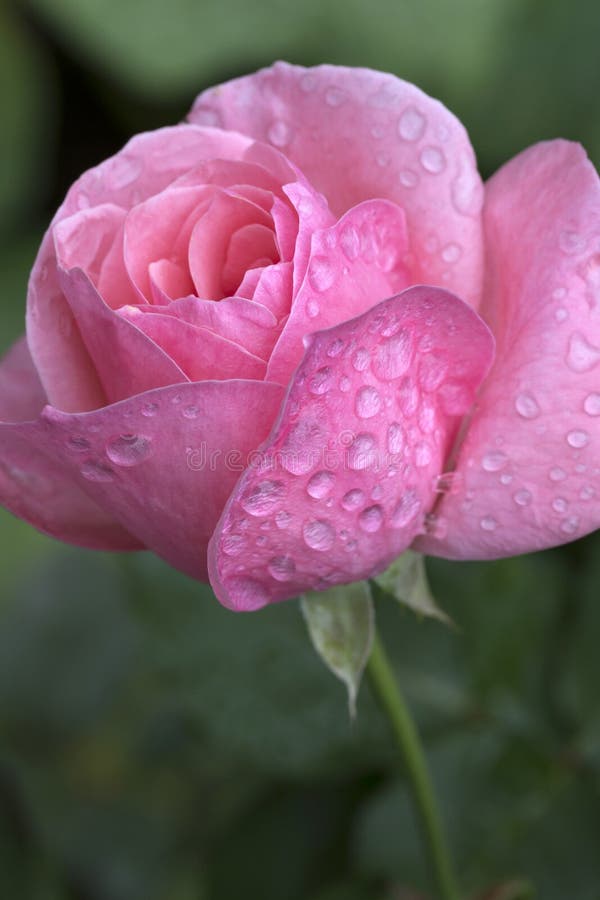 Detail of the Pink Rose with Rain Drops Stock Image - Image of rose ...
