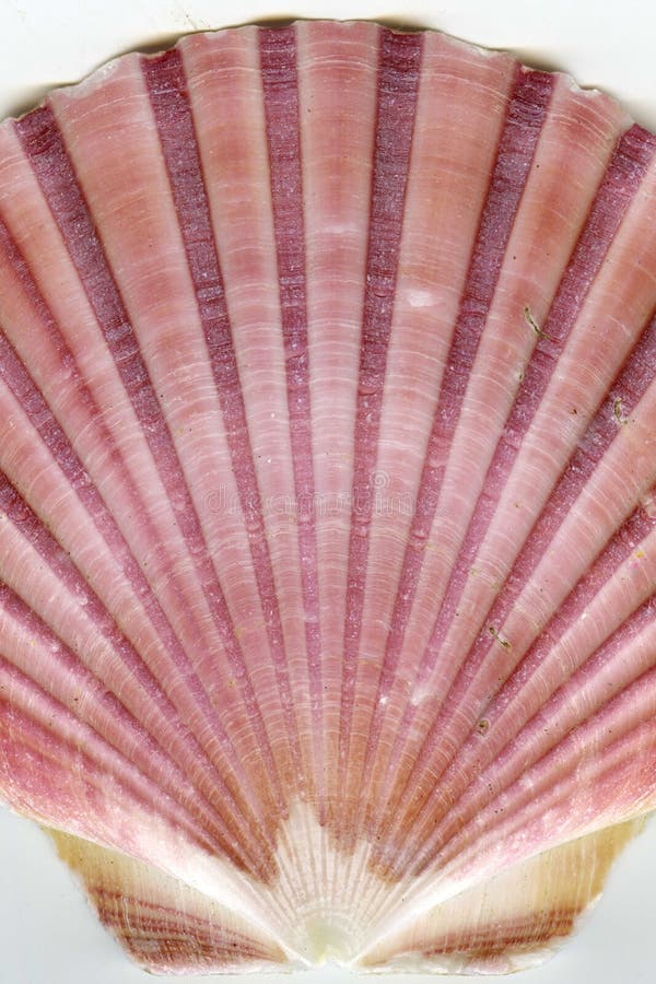 Detail of pink sea shell stock photo. Image of circle - 168176448