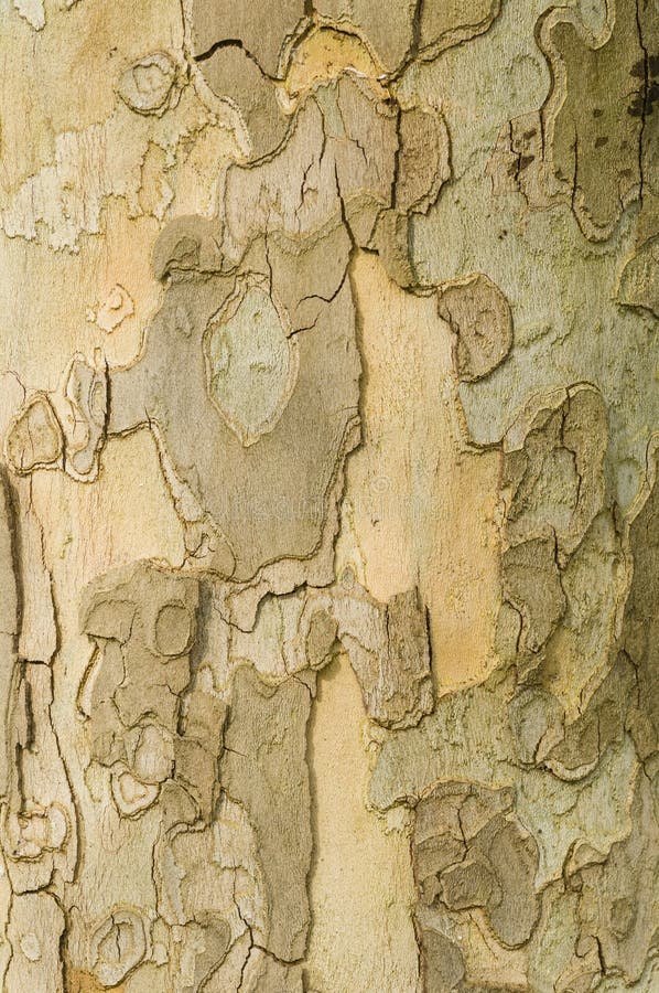 Detail of Plane tree stock photo. Image of forest, natural - 29284592
