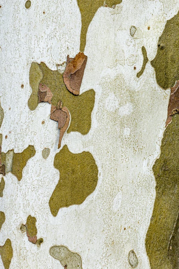Detail of Plane Tree Bark As Harmonic Camouflage Background Stock Photo ...