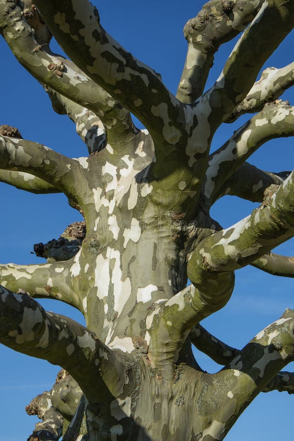 Detail of a plane tree stock image. Image of growth - 140791059