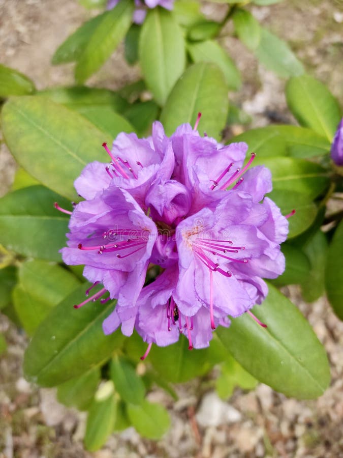 Detail of Pontic Rhododendron Stock Image - Image of flower ...