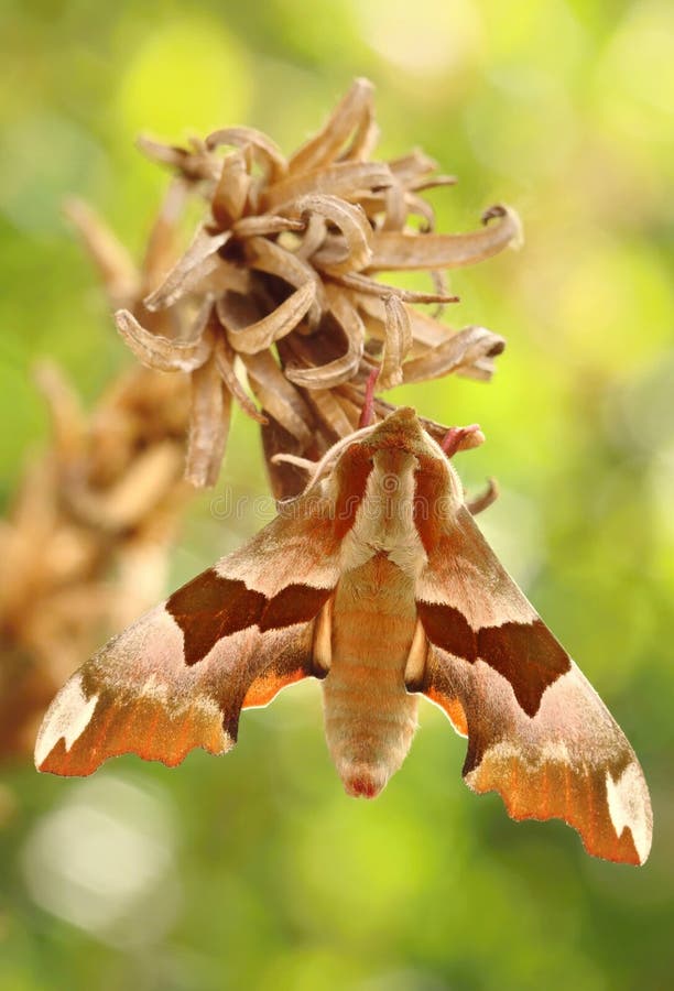 Detail of the Poplar Hawk Moth Stock Photo - Image of populi, fauna ...