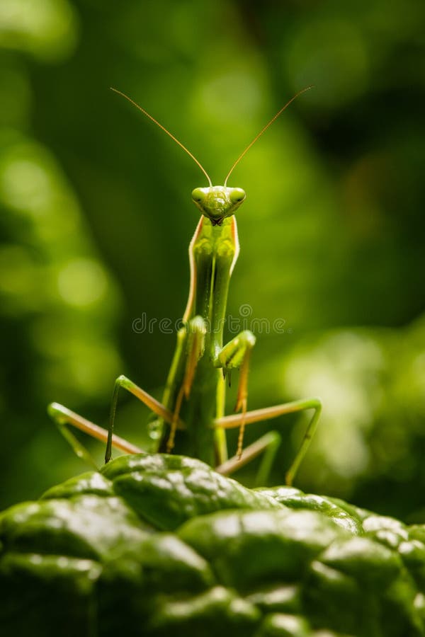 Detail of Praying Mantis on Grean Leaf Stock Image - Image of insect ...