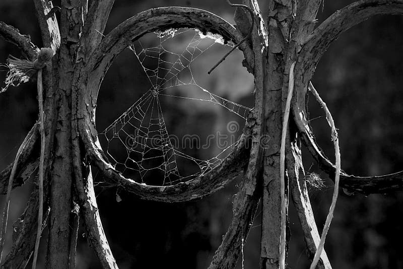 Detail Prison Doors Spider Web Stock Photos - Free & Royalty-Free Stock ...