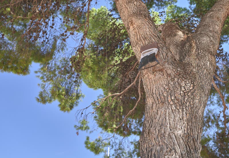 Processionary Trap Hanging in a Pine Tree Stock Image - Image of ...
