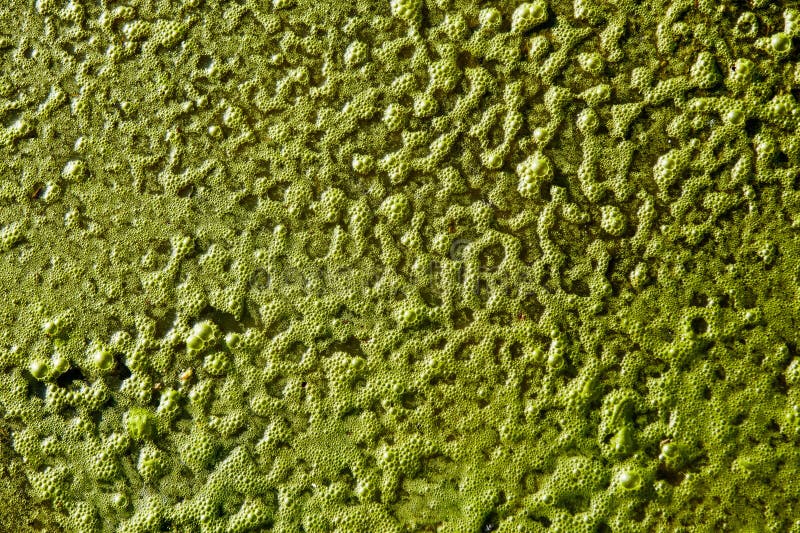 Detail of Puddle Covered in Greenish Slime Stock Photo - Image of ...