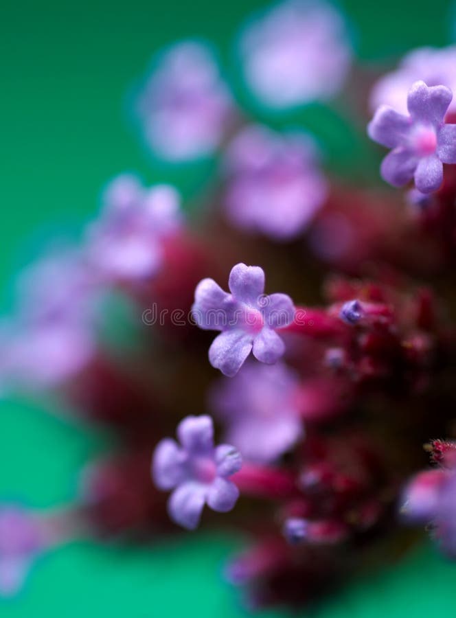 Detail of purple flower stock photo. Image of blossom - 3712114