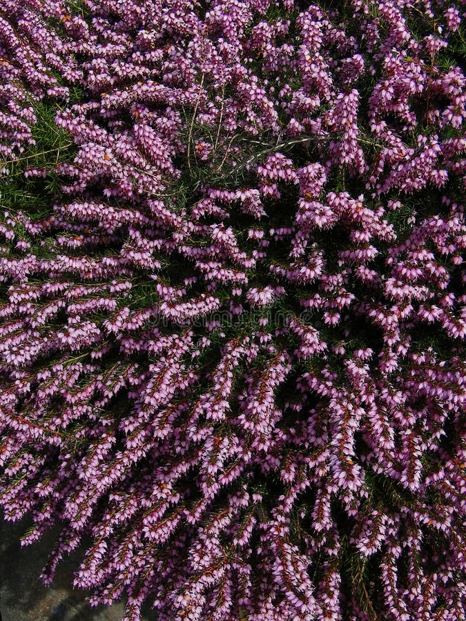 Detail, Purple Heather in Bloom Stock Image - Image of blossom, shrub ...