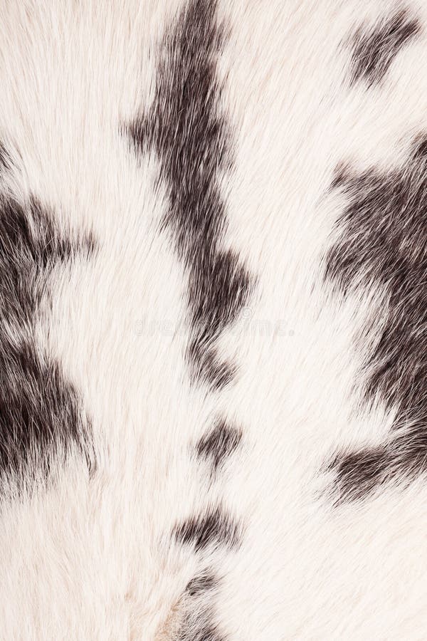 Detail of rabbit fur stock photo. Image of macro, animals - 24107668