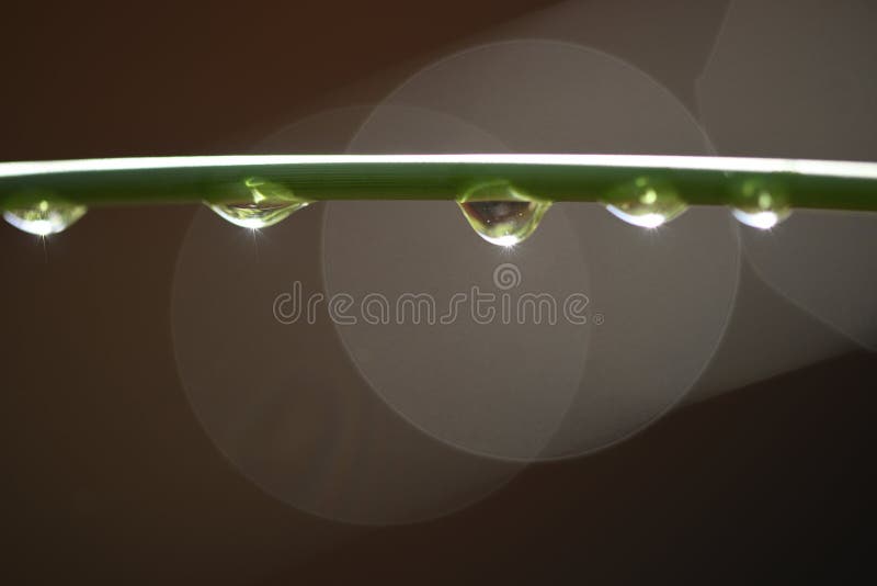 Detail of Rain Water Drops on Grass Leaf Reflecting Sun Light Stock ...
