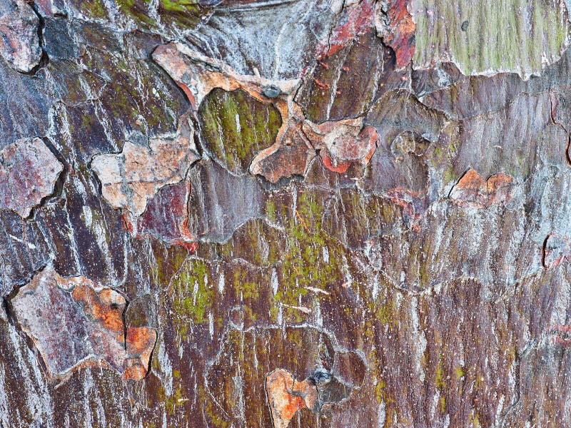Abstract Bark Pattern, Australian Native Tree Stock Photo - Image of ...