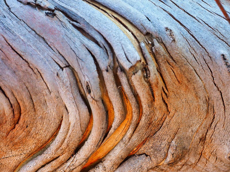 Abstract Bark Pattern, Australian Native Tree Stock Photo - Image of ...